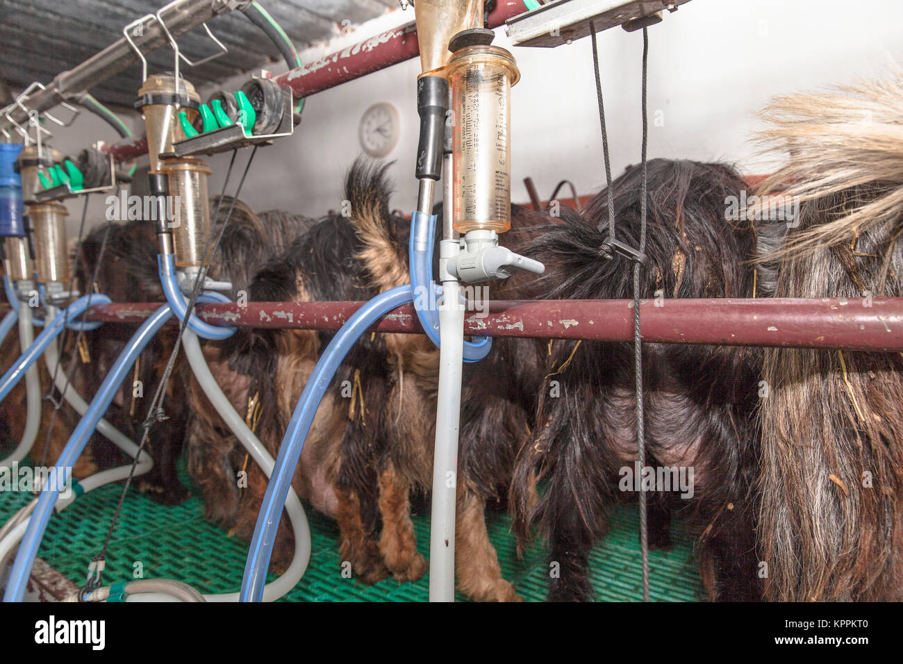 man milking a goat with a milking machine Stock Photo - Alamy