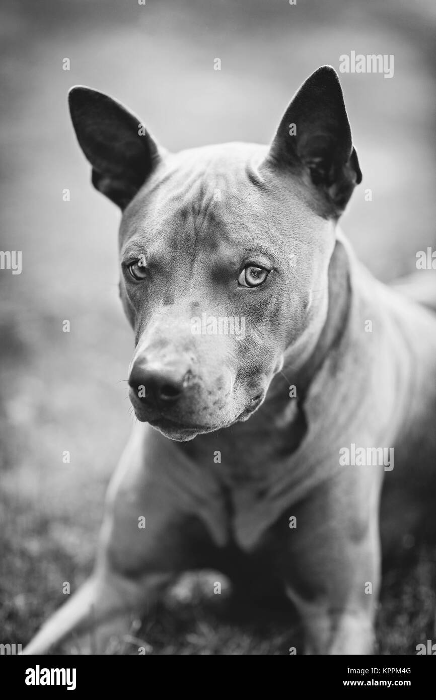 thai ridgeback dog outdoors Stock Photo - Alamy