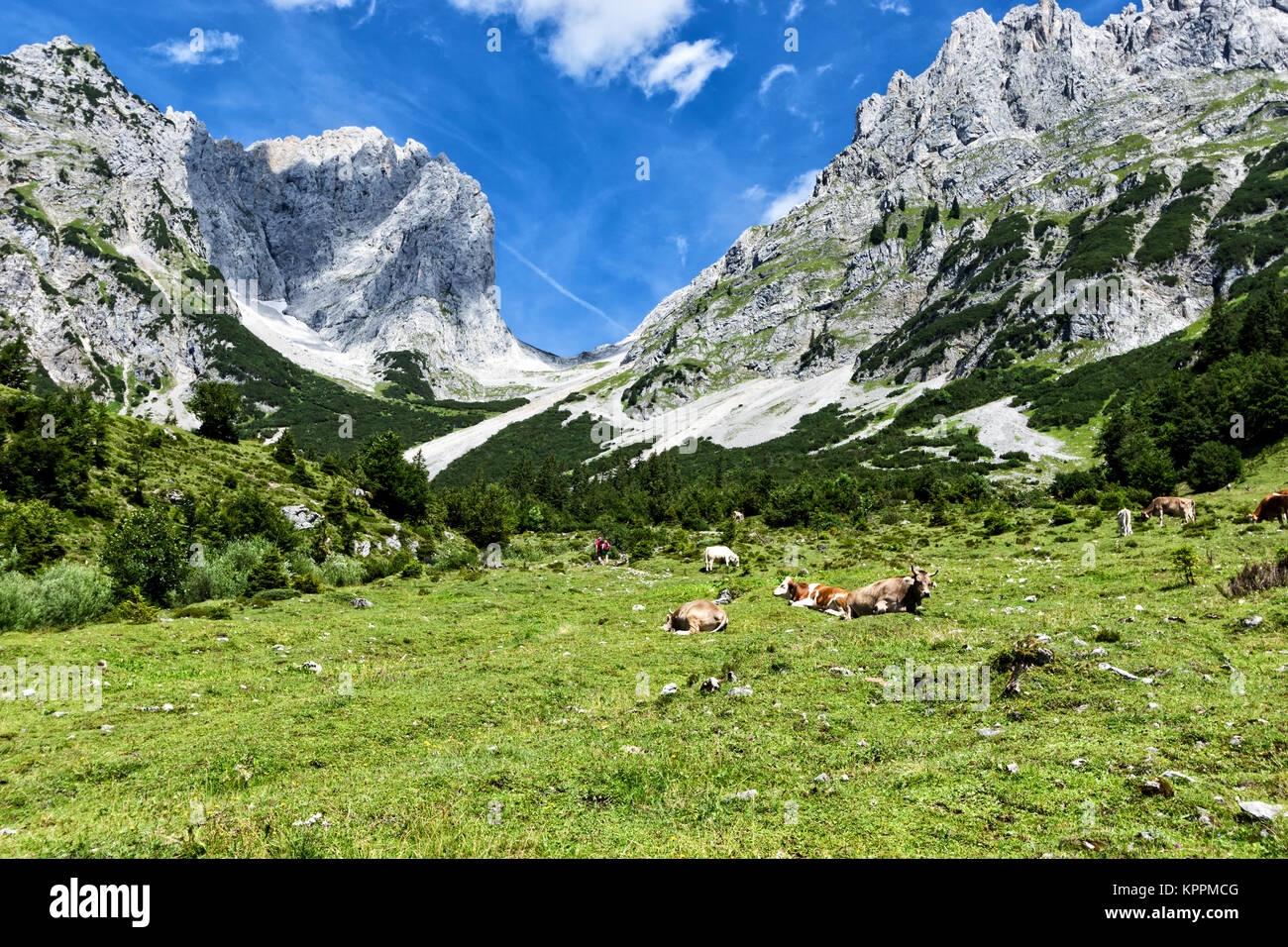 Cows grazing in high alpine pastures in the Alps. Austria, Tirol ...