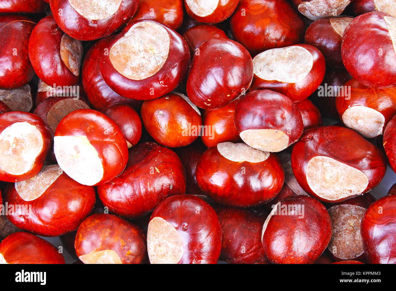 Wild whole chestnut chestnuts as texture background. Chestnut pattern ...