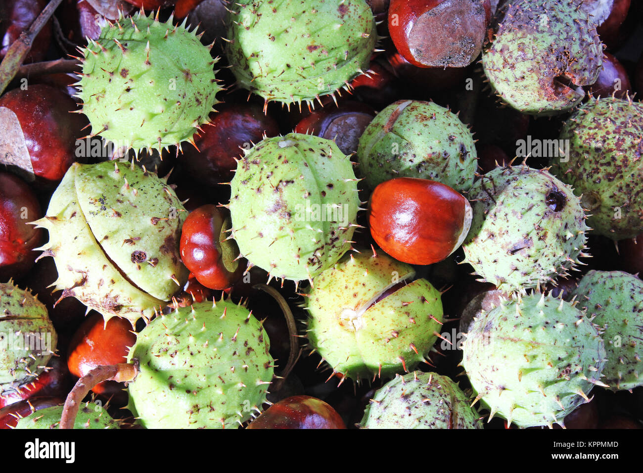 Wild whole chestnut chestnuts as texture background. Chestnut pattern ...