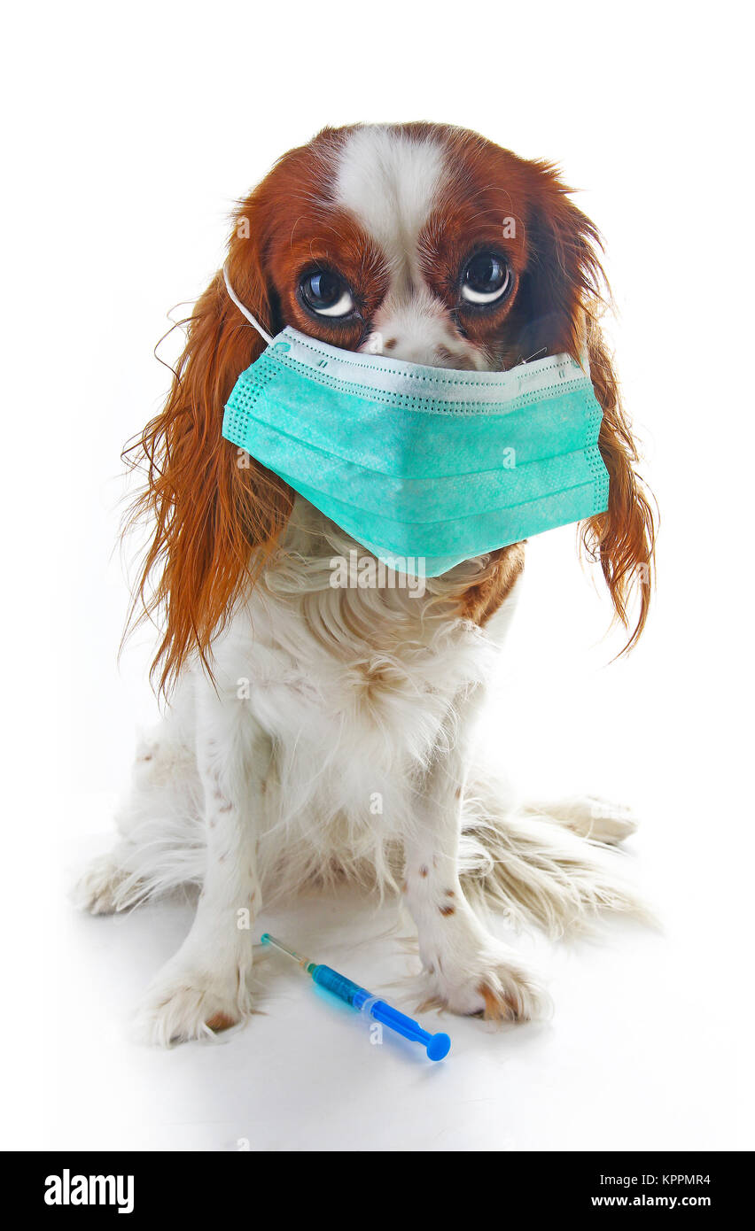 Sick dog puppy photo illustration. Animal pet doctor vet mask on puppy ...