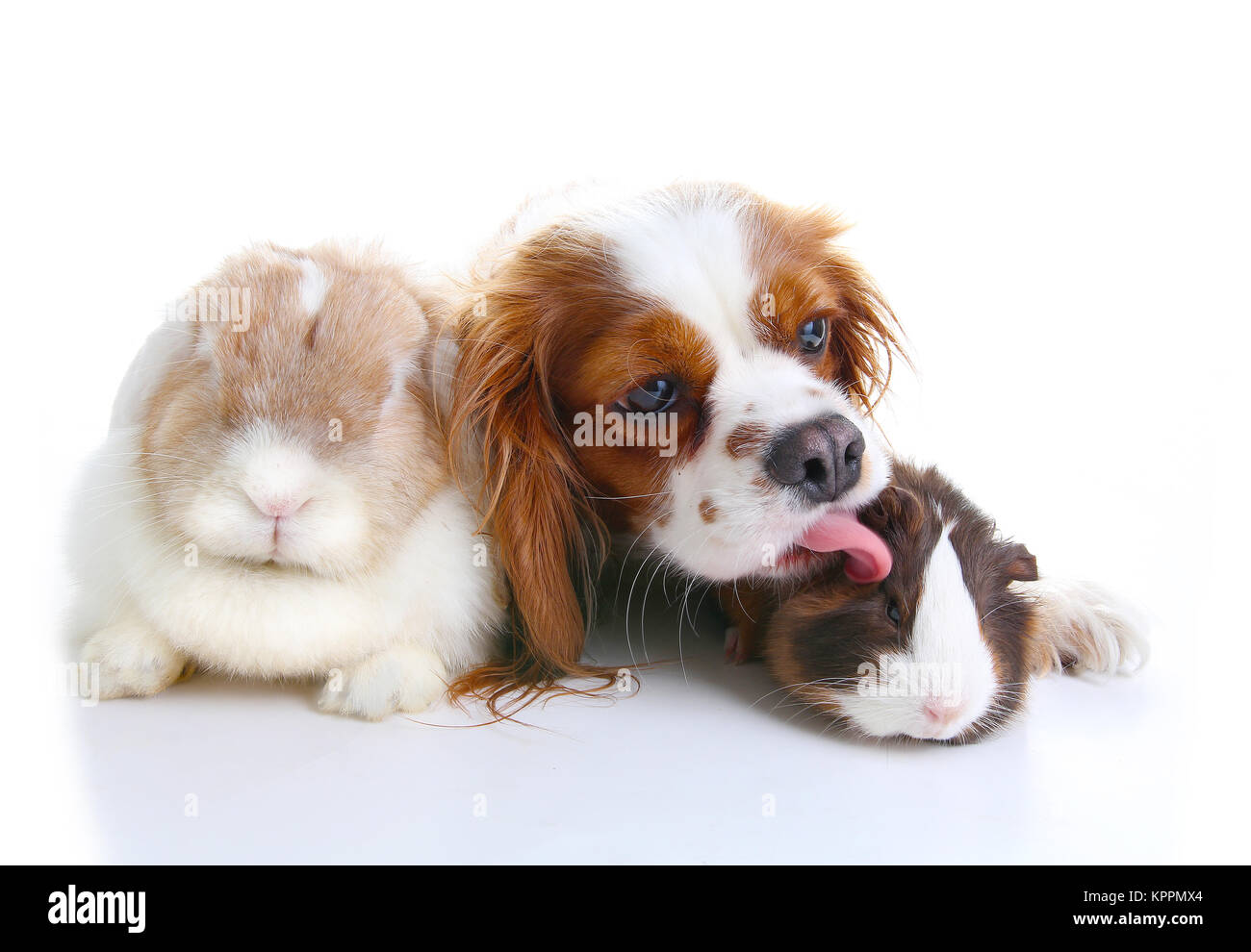Animal friends. True pet friends. Dog rabbit bunny lop guinea pig ...