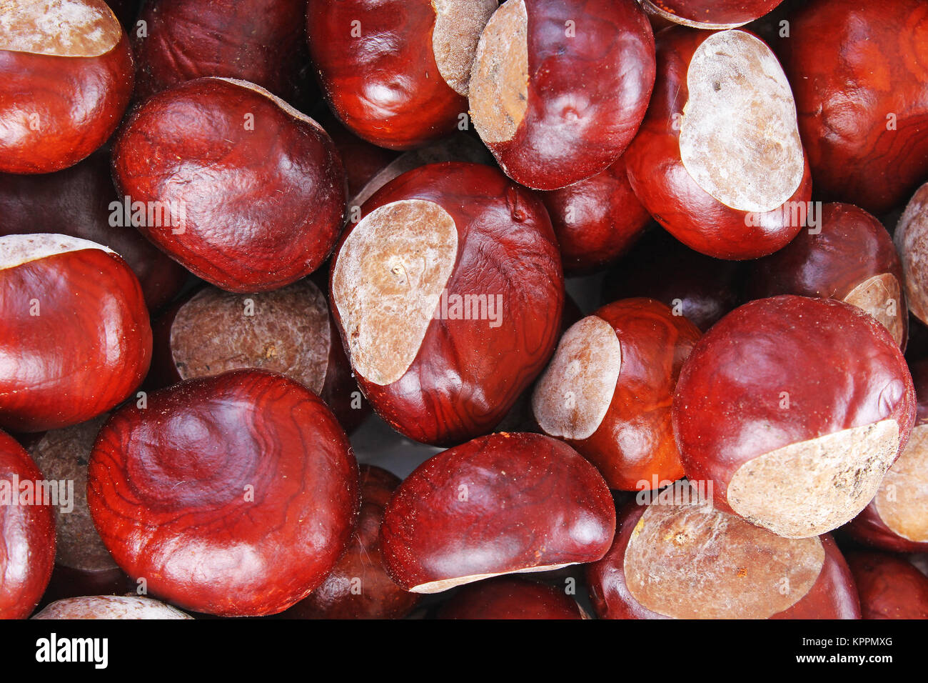 Wild whole chestnut chestnuts as texture background. Chestnut pattern ...