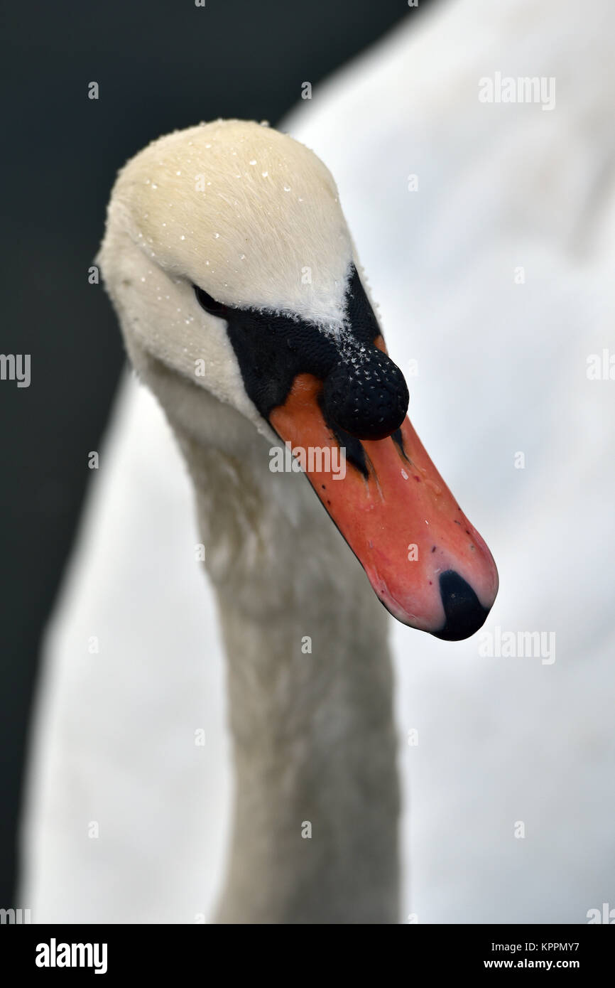 Swan position hi-res stock photography and images - Alamy