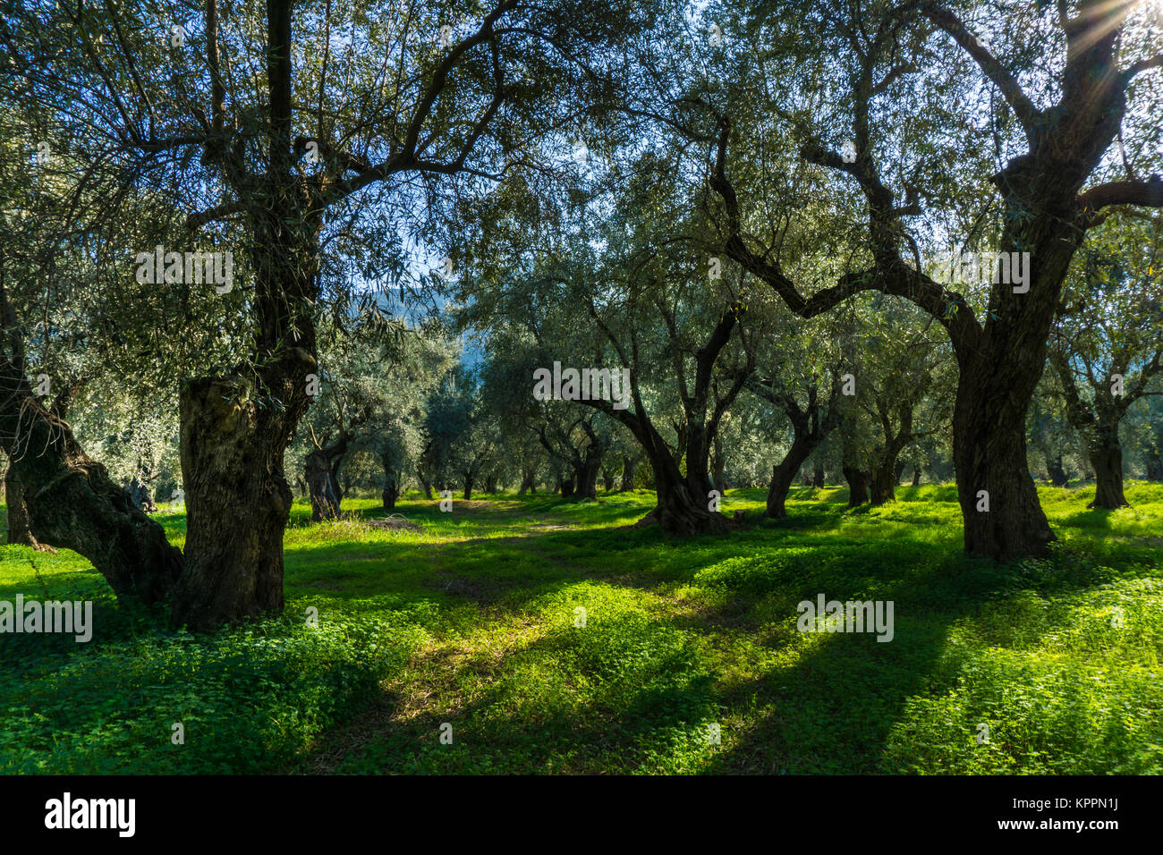 Olive tree delphi hi-res stock photography and images - Alamy