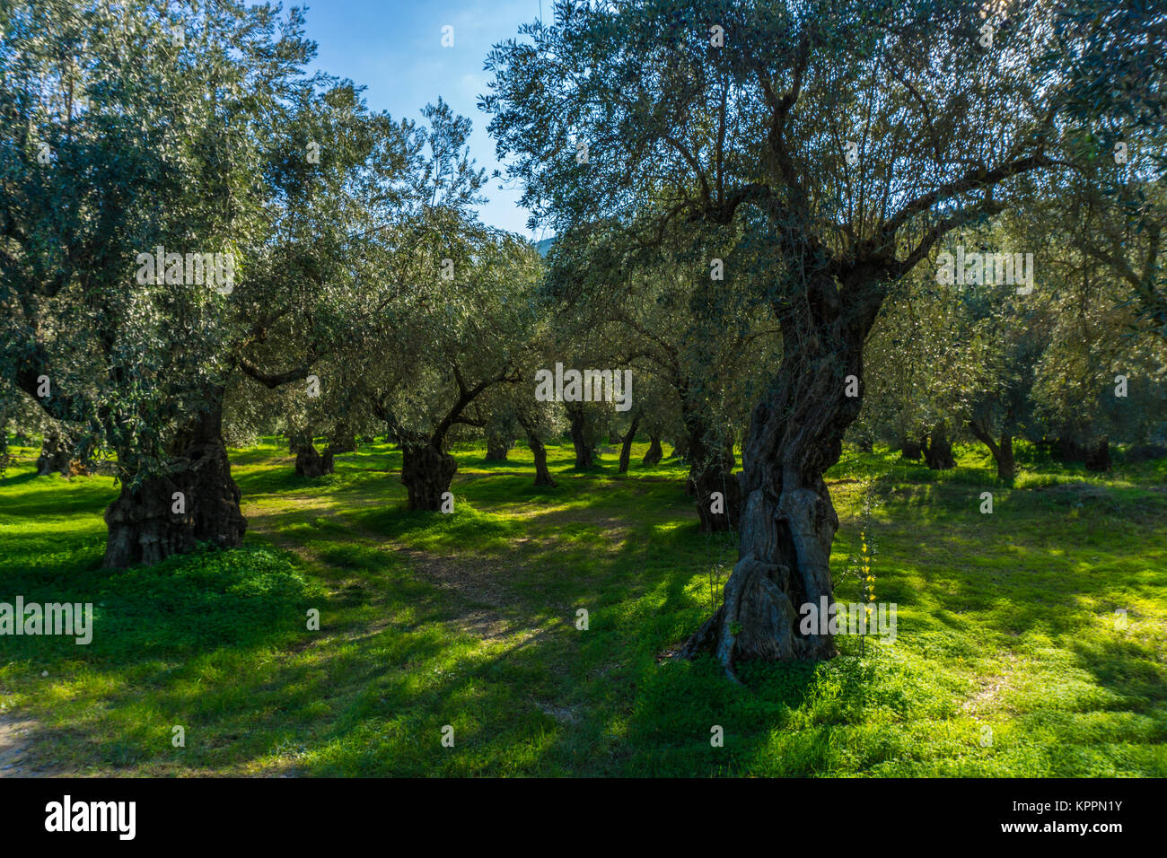 Olive grove in mediterranean branches hi-res stock photography and ...