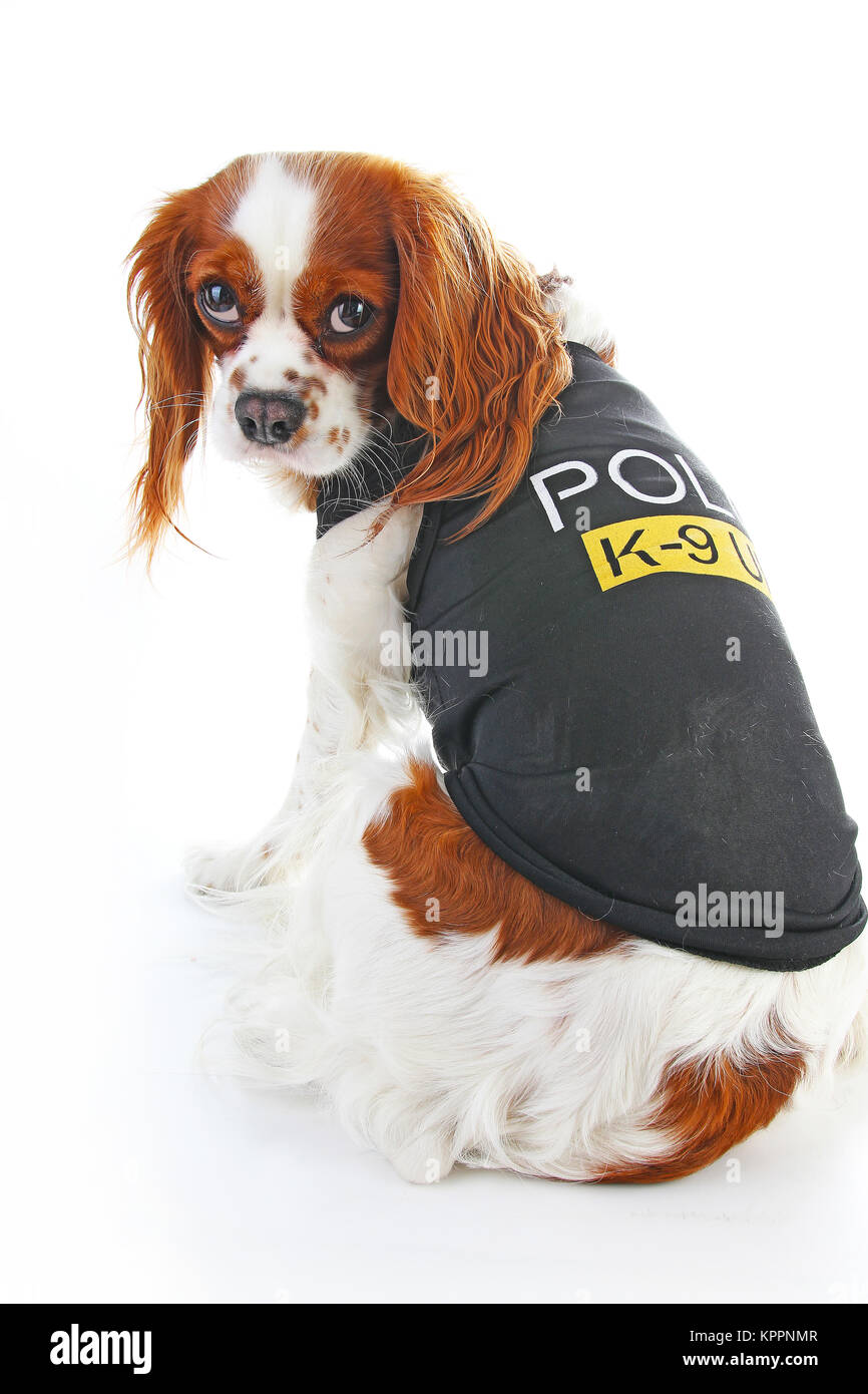 Police dog. Cute K9 cavalier king charles spaniel pet photo. Police dog ...