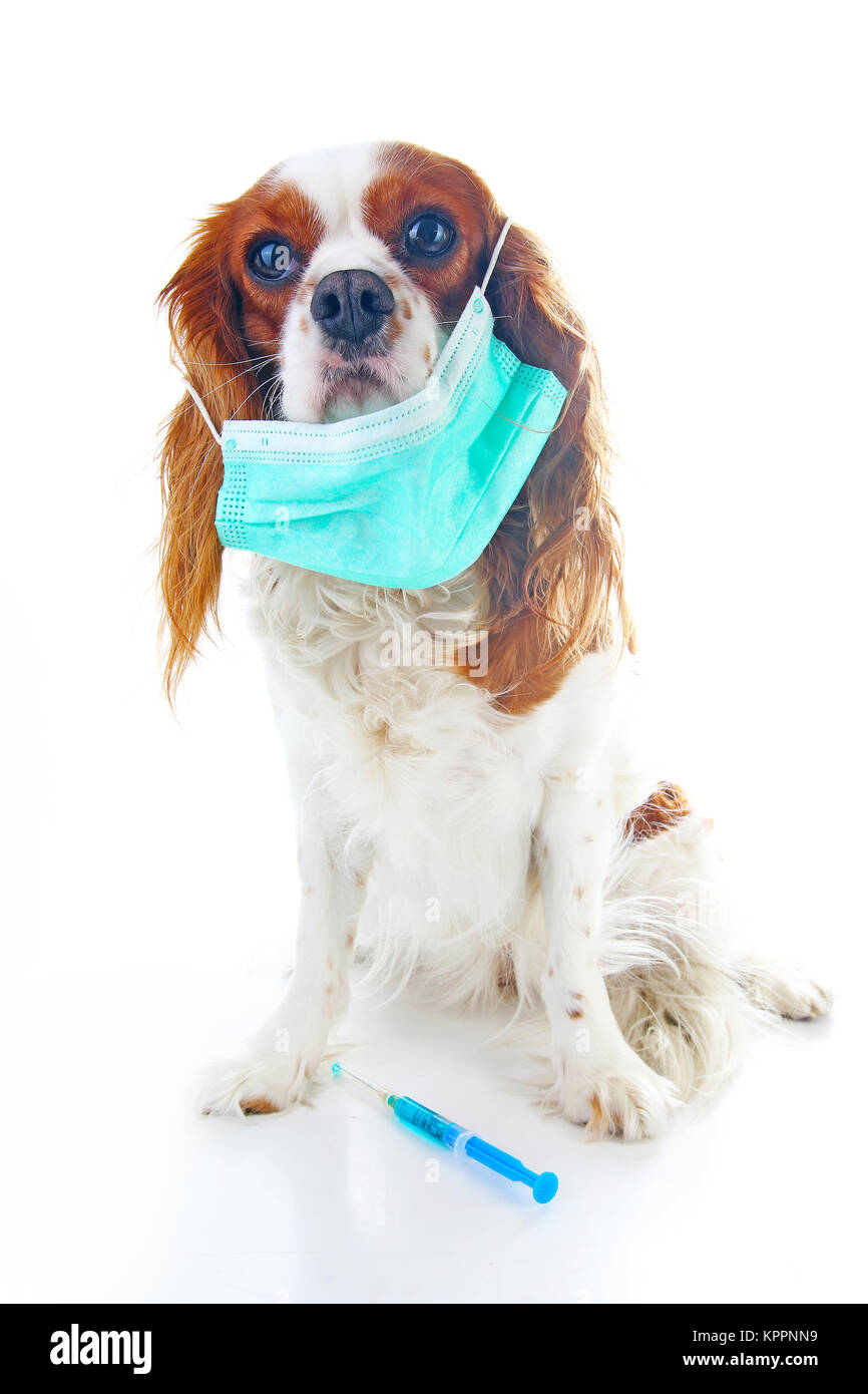 Sick dog puppy photo illustration. Animal pet doctor vet mask on puppy ...