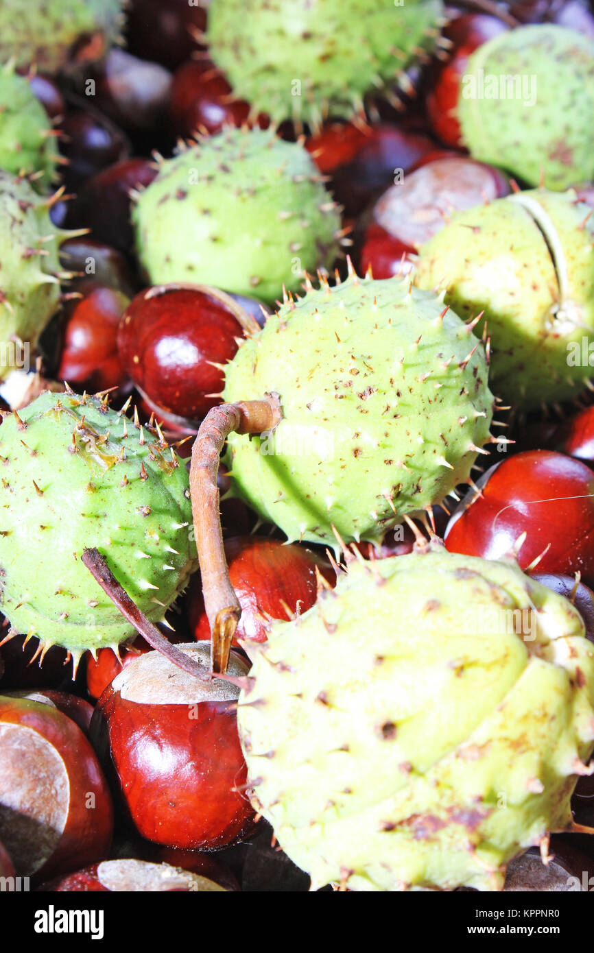 Wild whole chestnut chestnuts as texture background. Chestnut pattern ...