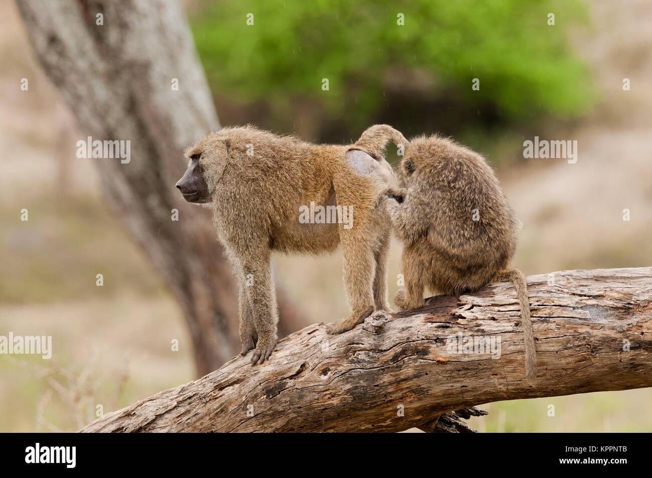Olive baboons troop hi-res stock photography and images - Alamy