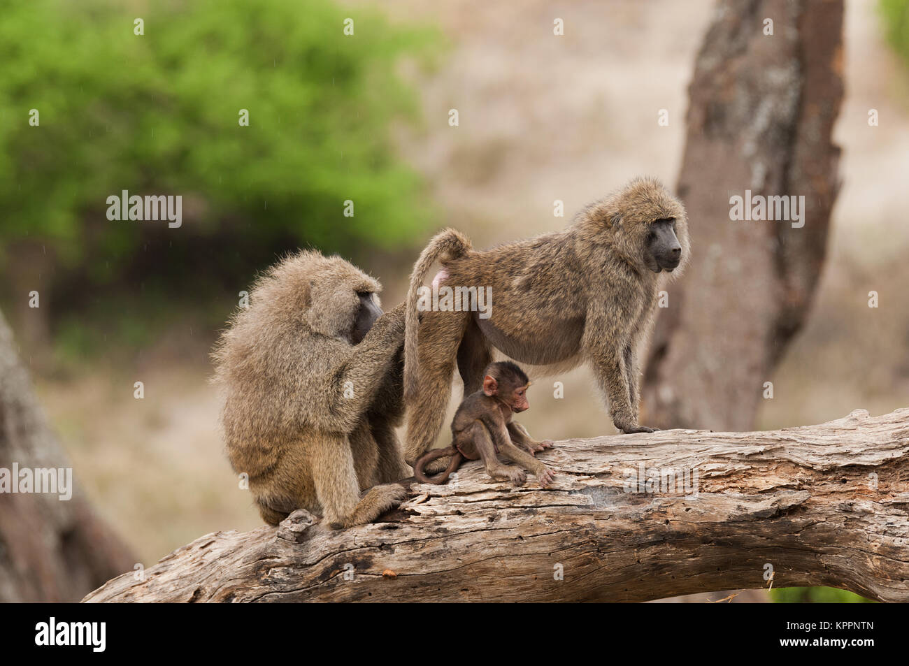 Closeup of Olive Baboons (scientific name: papio anubis, or Nyani in ...