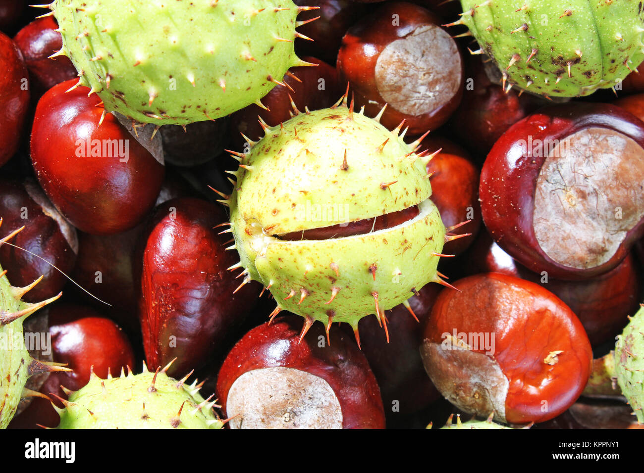 Wild chestnut chestnuts as texture background. Chestnut pattern closeup ...