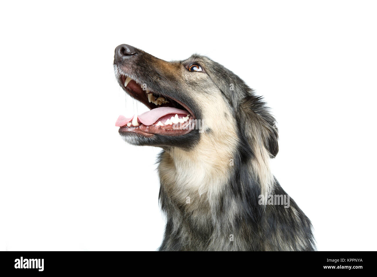 beautiful dog isolated on white Stock Photo - Alamy