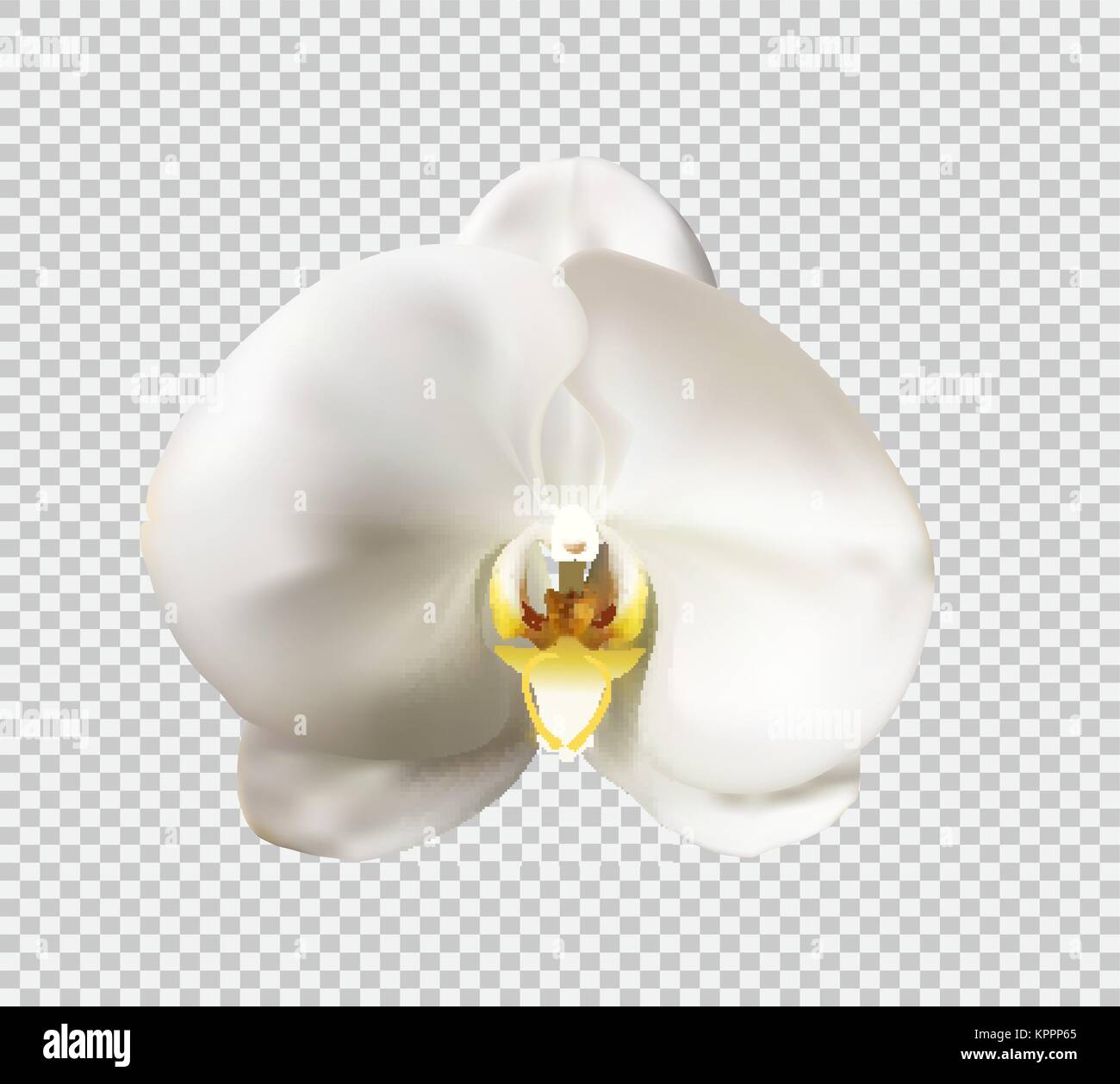 Botanical illustration and orchid hi-res stock photography and images ...