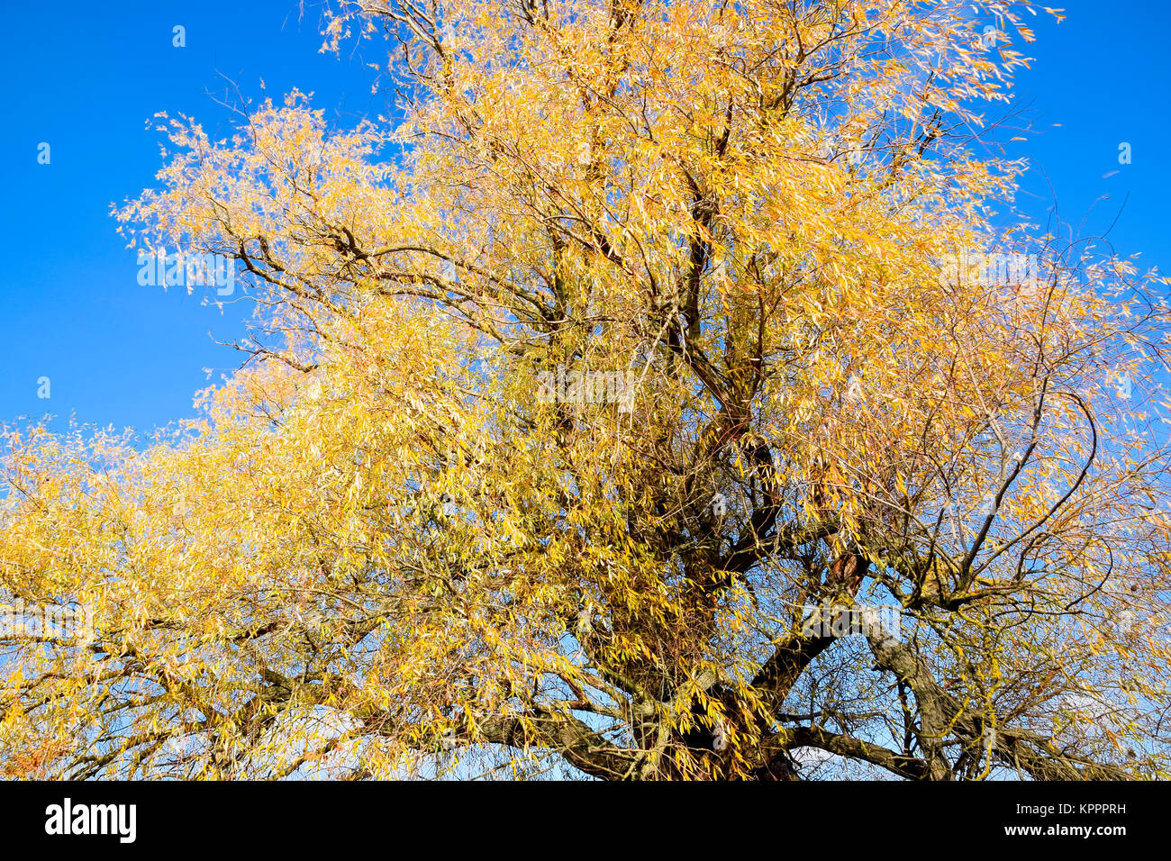 Row weeping willow trees in hi-res stock photography and images - Alamy
