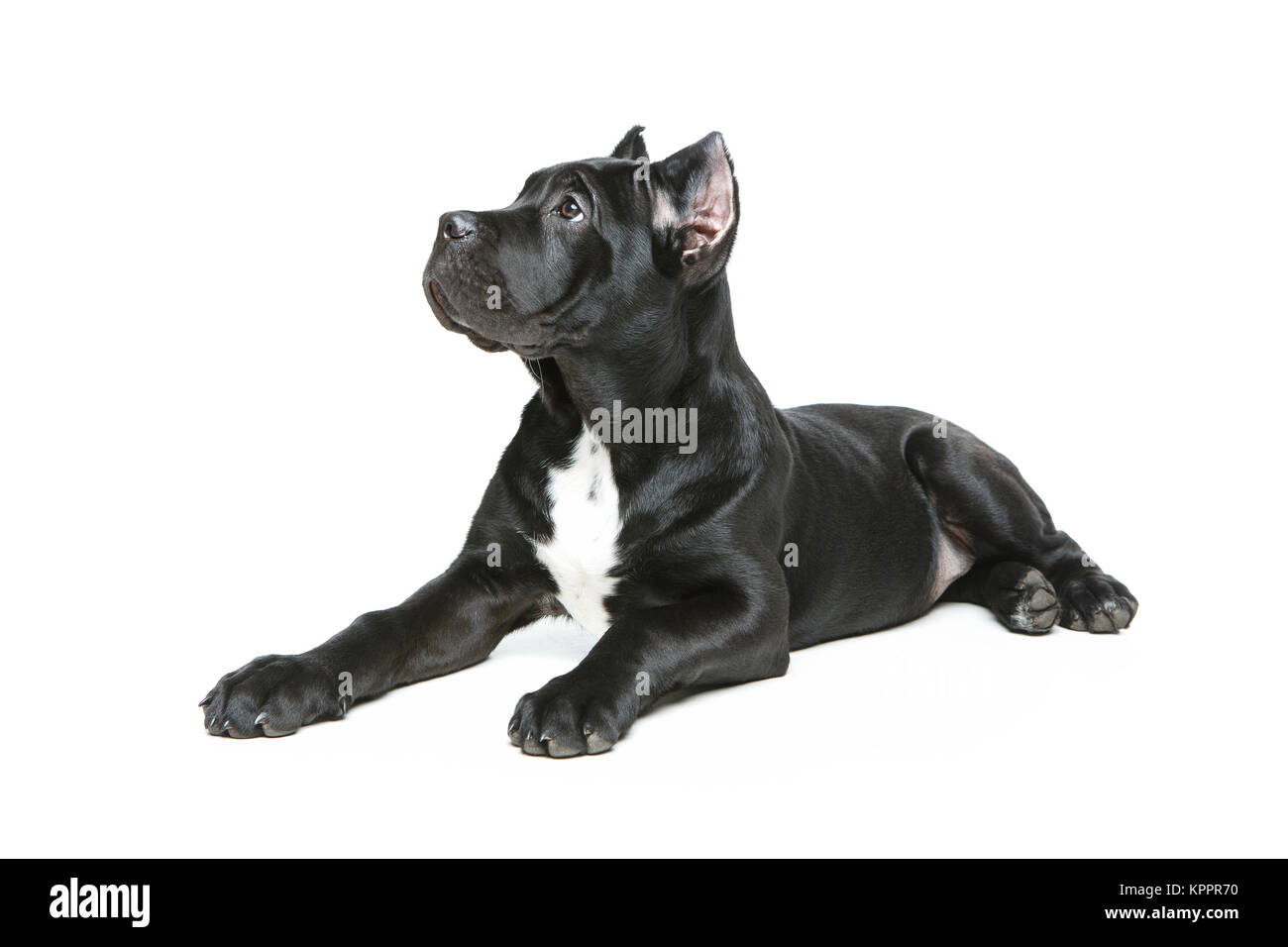 beautiful cane corso puppy Stock Photo - Alamy