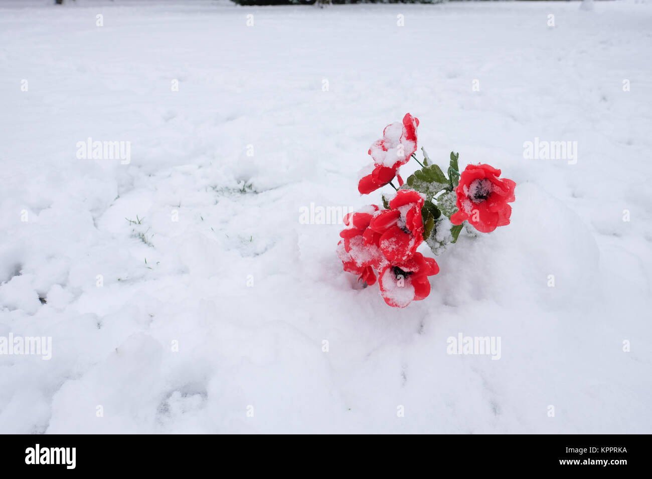 Poppies and snow hi-res stock photography and images - Alamy