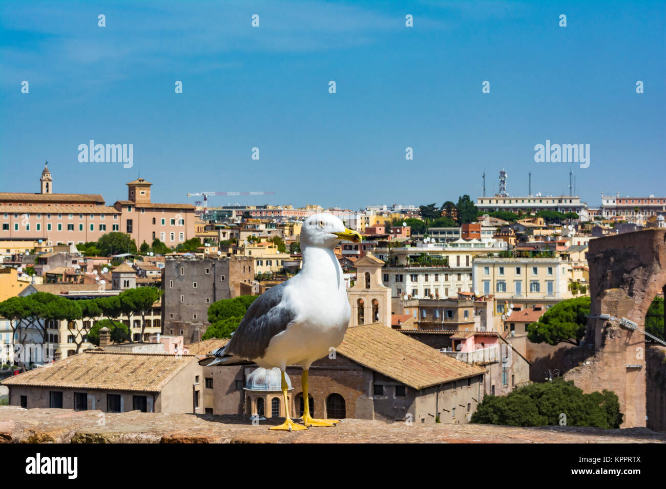 Seagull watching the Rome. Bird in the Roman Forum, the historic city ...