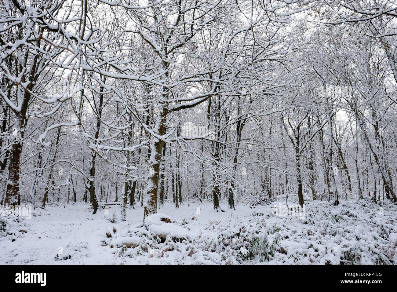 snow covered woodland in leicestershire Stock Photo - Alamy