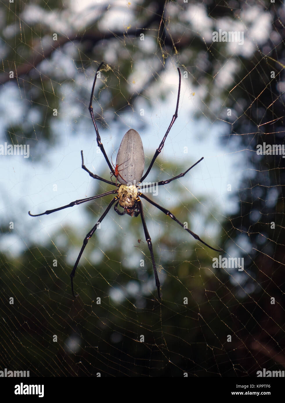 Giant Orb Weaver Spider
