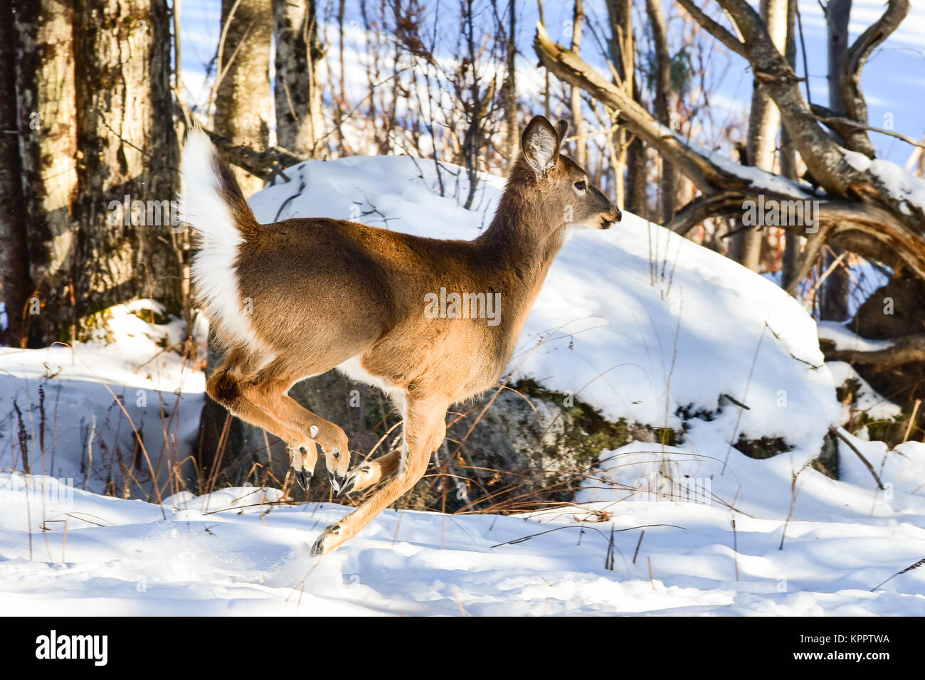 Whitetail deer snow hi-res stock photography and images - Alamy