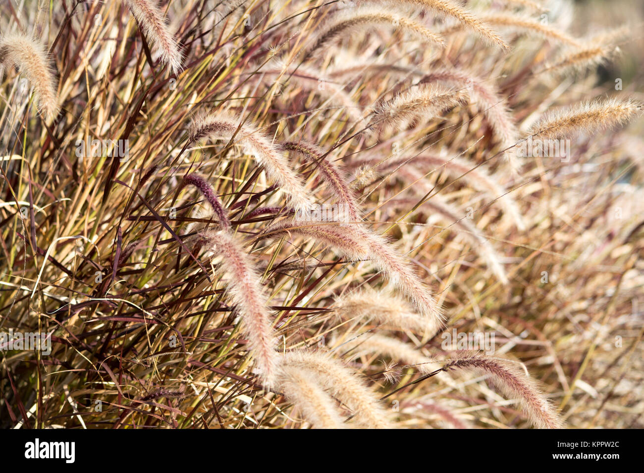 tall meadow grass close up Stock Photo - Alamy