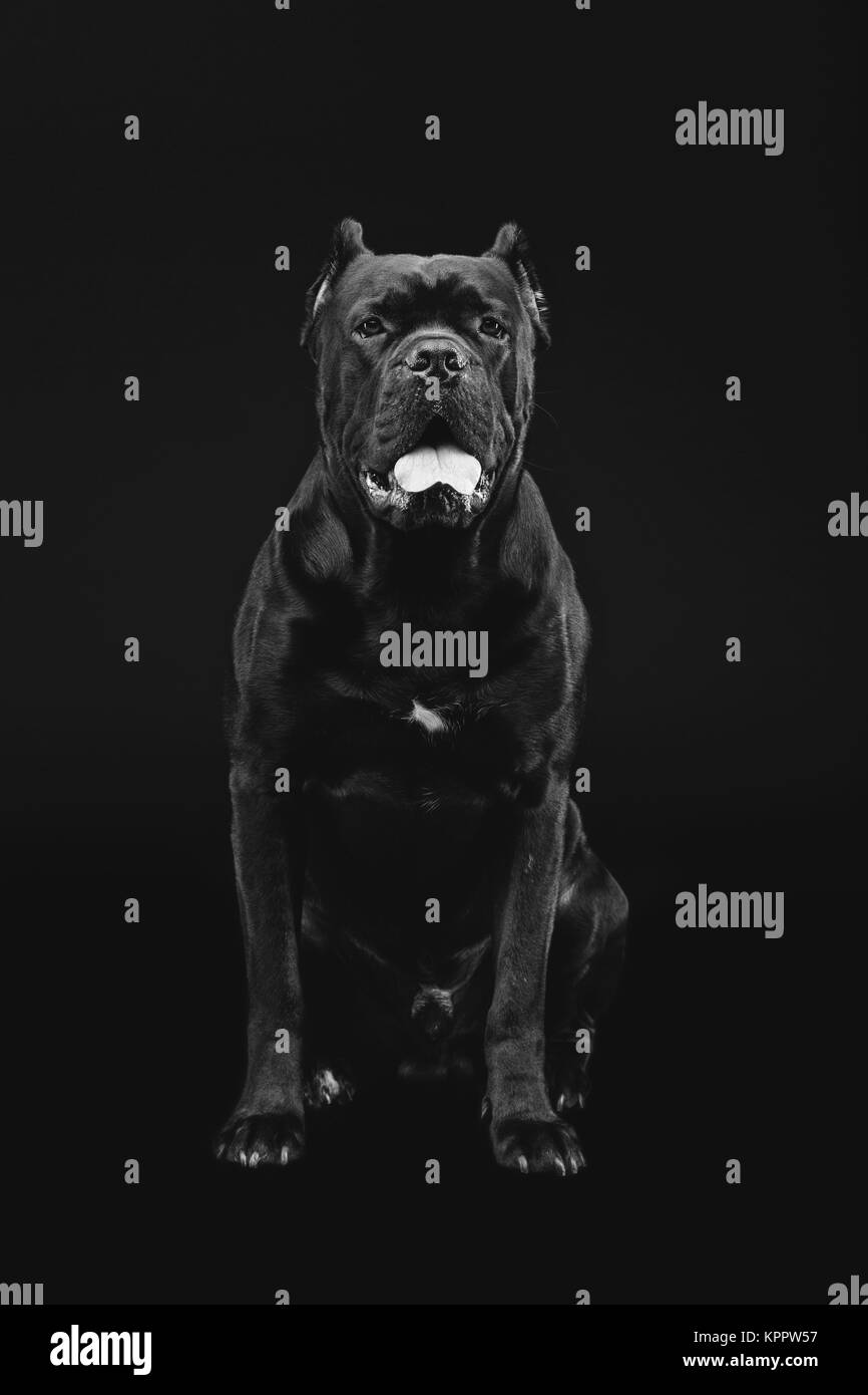 Cane corso black Black and White Stock Photos & Images - Alamy