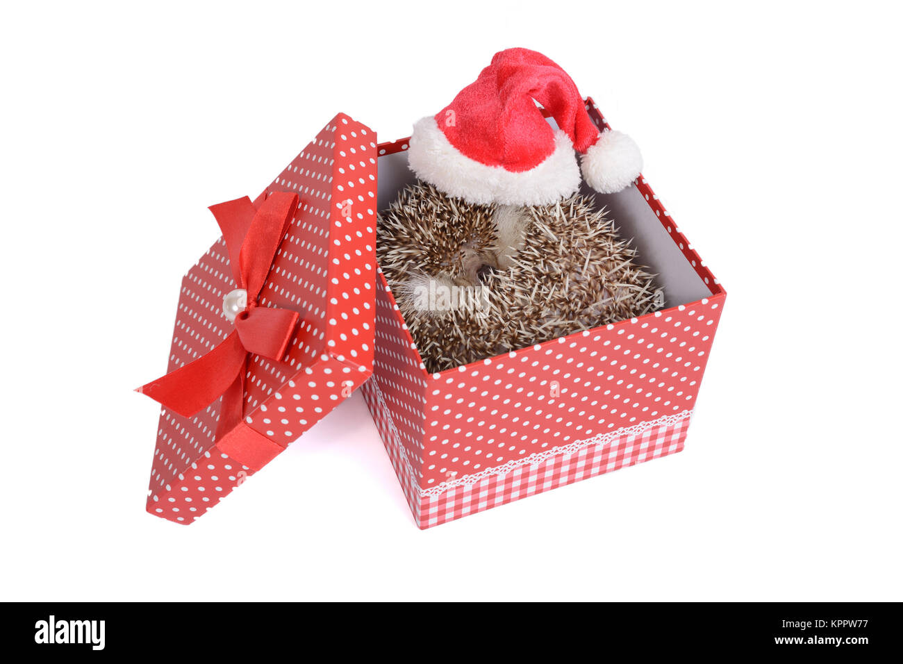 Little hedgehog lay in red gift box on white background Stock Photo - Alamy