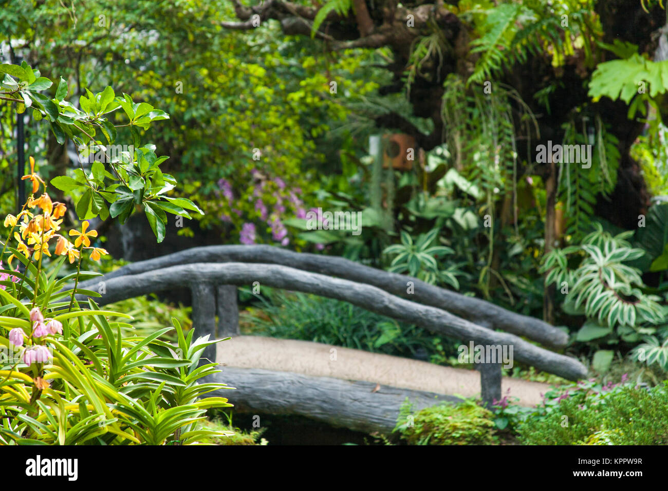 Beautiful tropical garden / Landscaping with tropical plants Stock ...