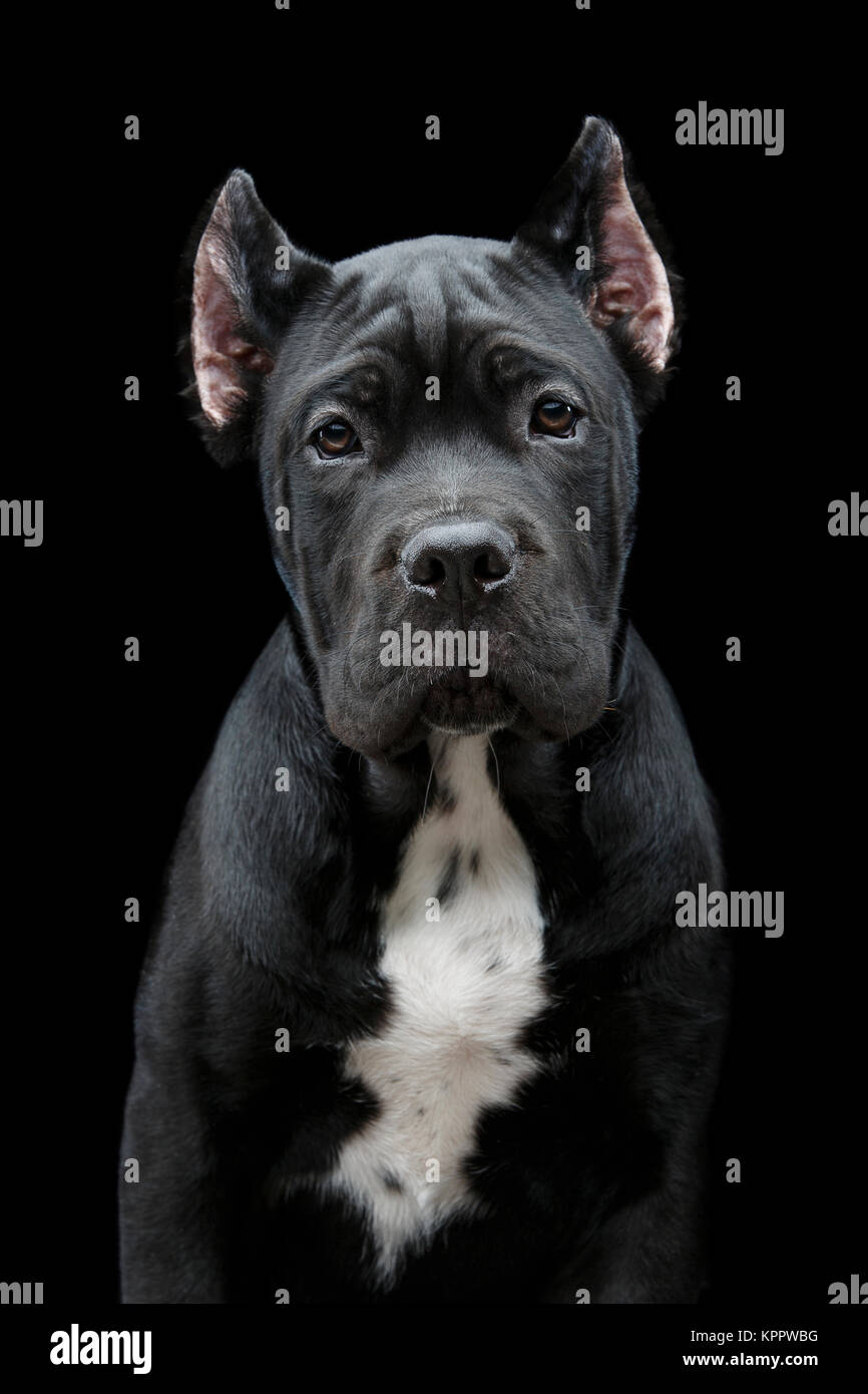 beautiful cane corso puppy Stock Photo - Alamy