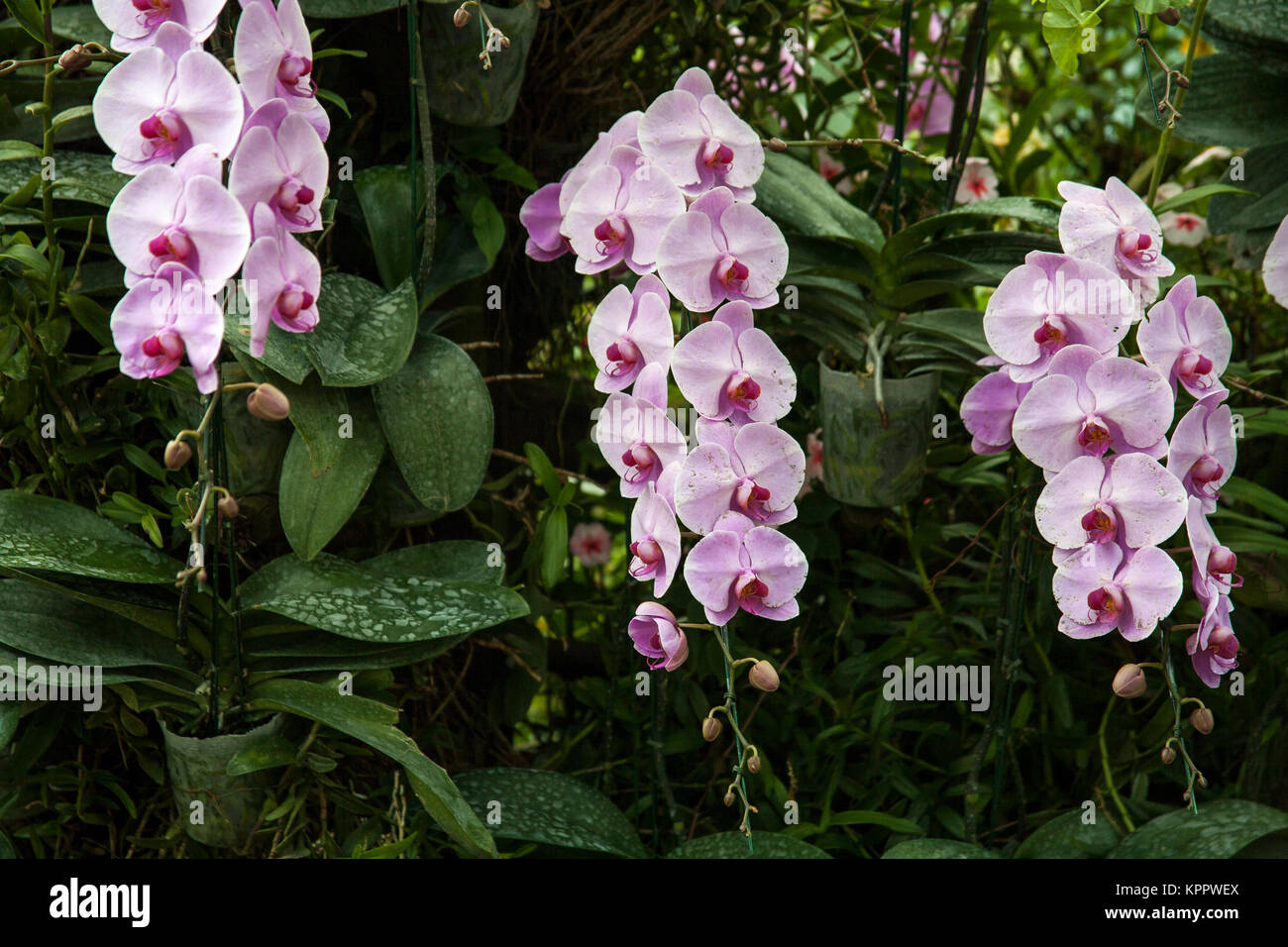 Tropical Orchid Garden / Landscaping with tropical plants Stock Photo ...