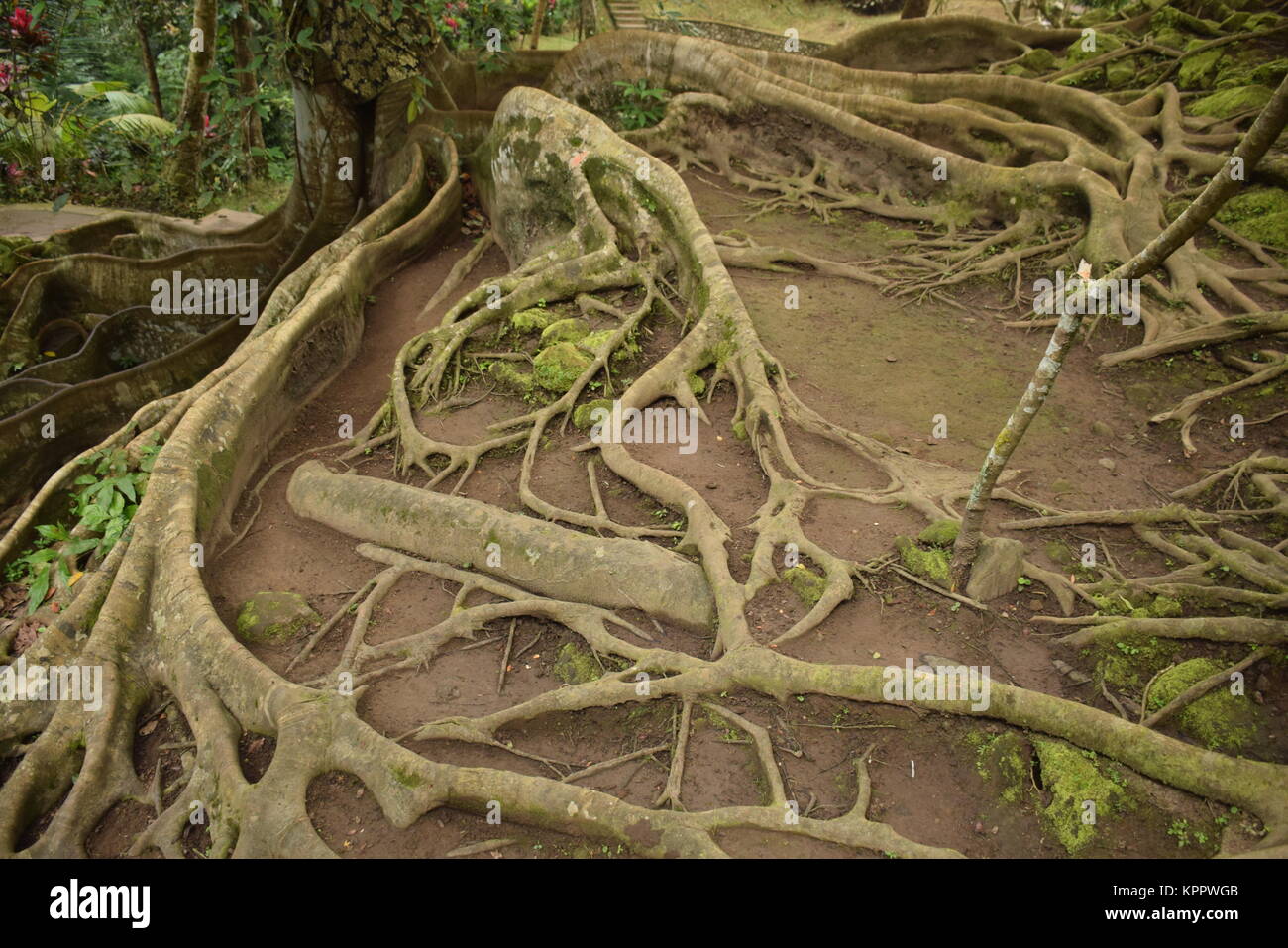 Banyan tree roots growing inside Goa Gajah sanctuary in Bali, Indonesia ...