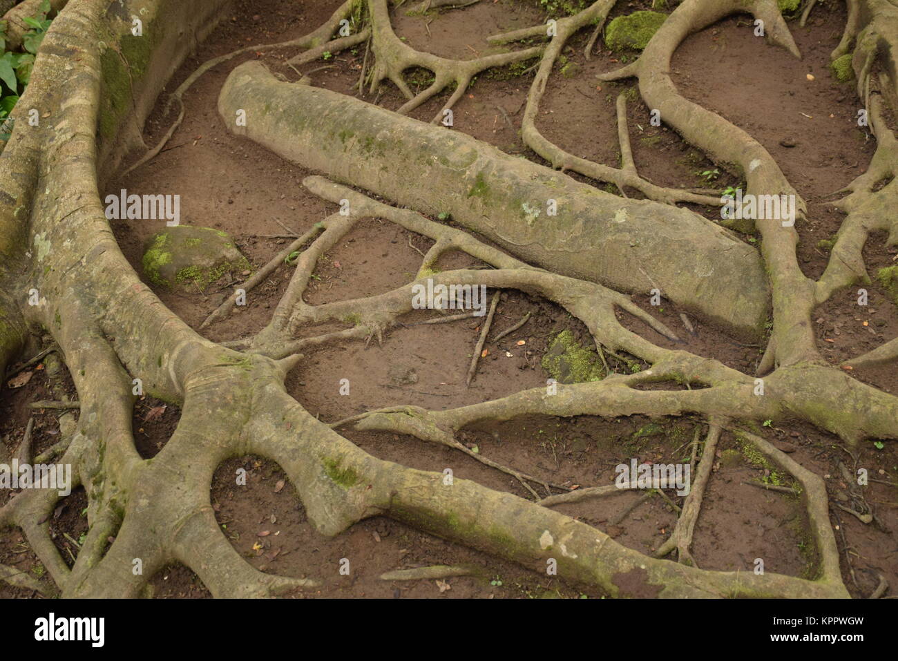 Banyan tree roots growing inside Goa Gajah sanctuary in Bali, Indonesia ...