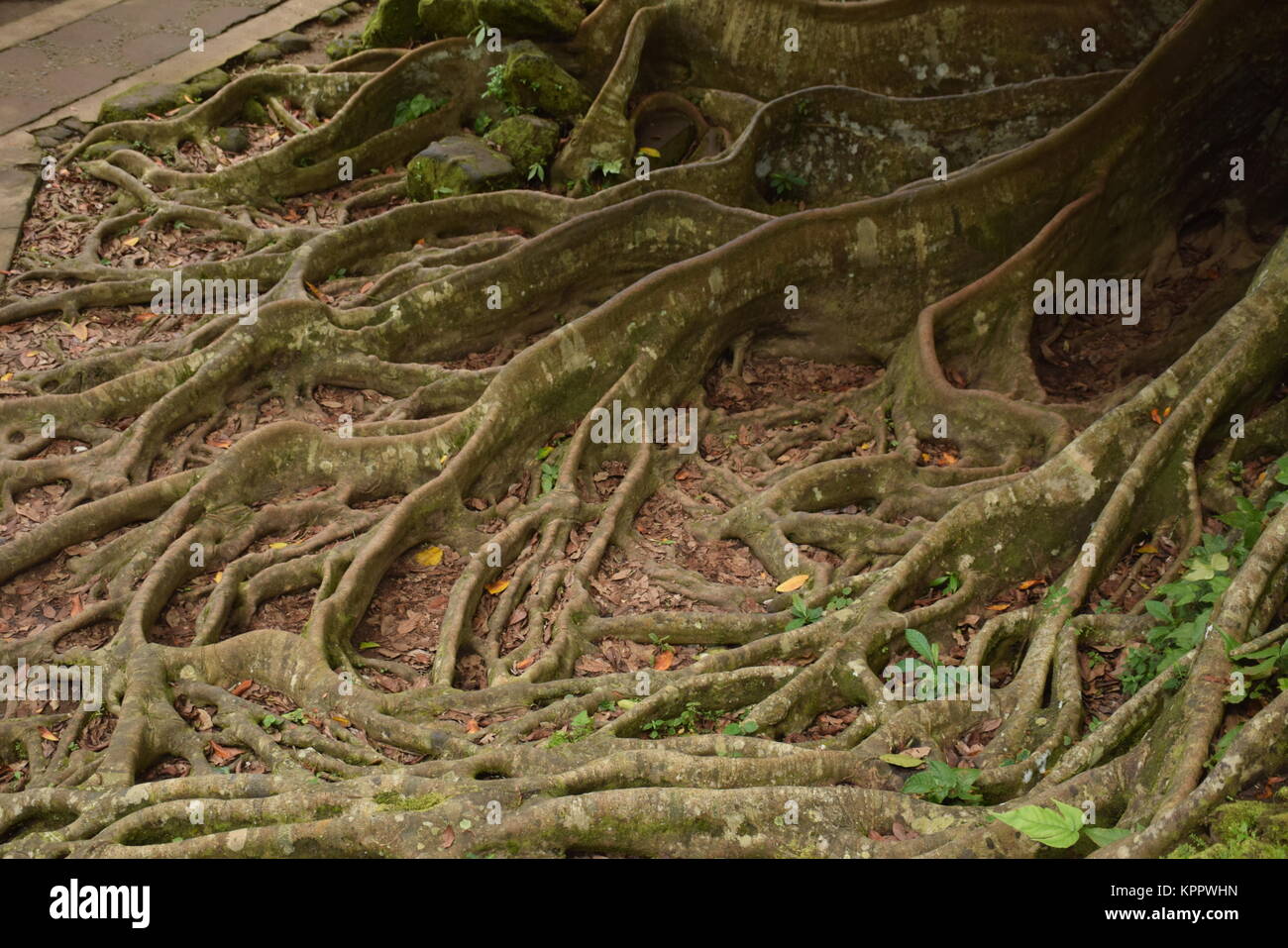 Banyan tree roots growing inside Goa Gajah sanctuary in Bali, Indonesia ...