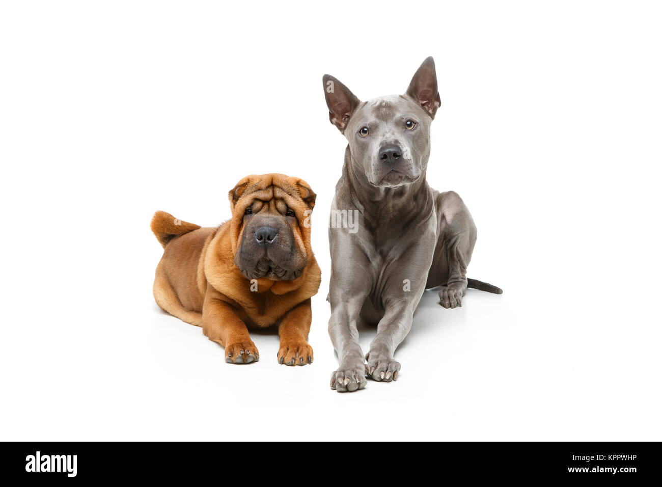 beautiful two dogs Stock Photo - Alamy