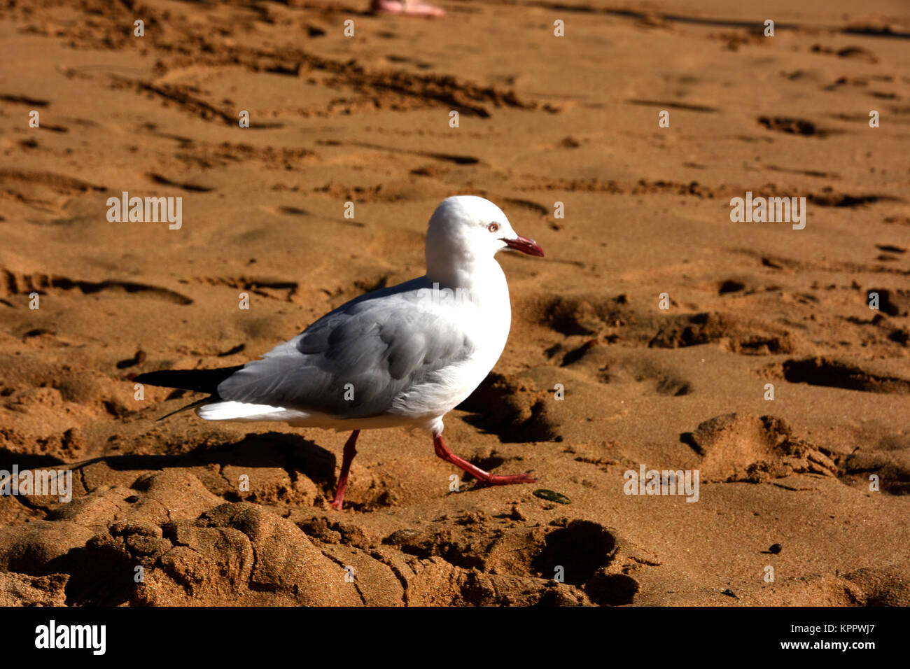 seagul on the beach at the great ocean road Stock Photo - Alamy