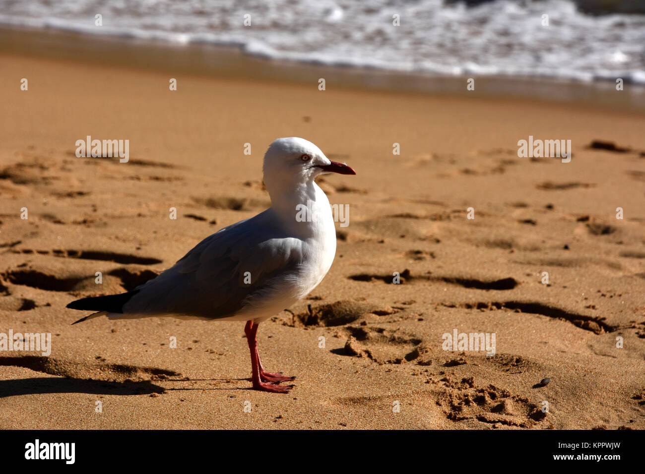 seagul on the beach at the great ocean road Stock Photo - Alamy