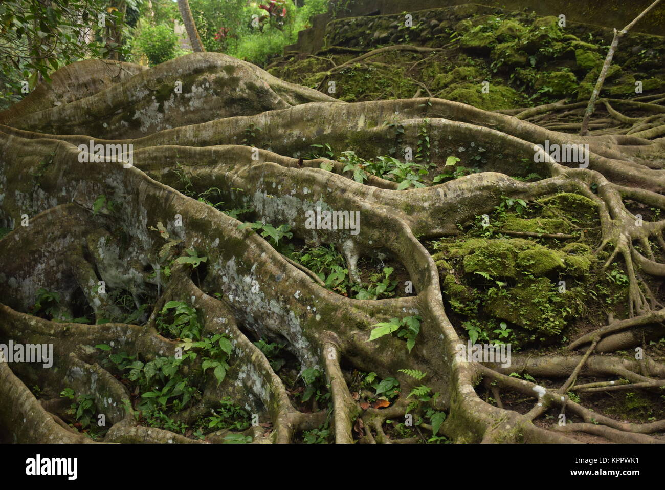 Banyan tree roots growing inside Goa Gajah sanctuary in Bali, Indonesia ...