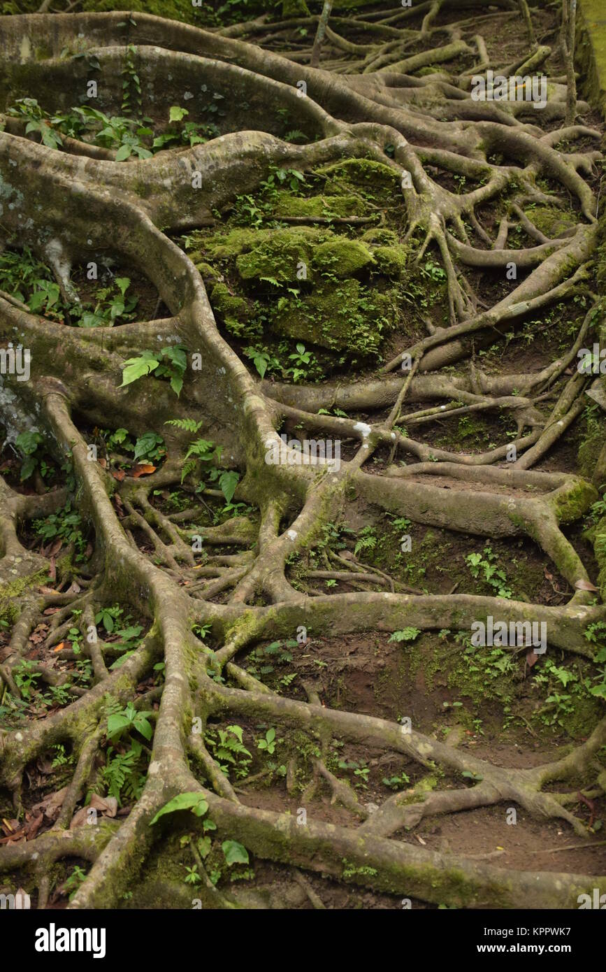 Banyan tree roots growing inside Goa Gajah sanctuary in Bali, Indonesia ...