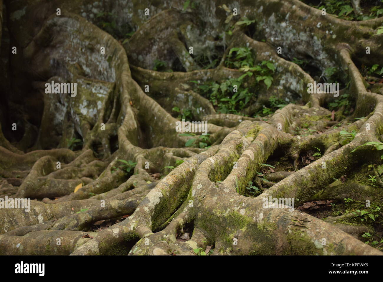 Banyan tree roots growing inside Goa Gajah sanctuary in Bali, Indonesia ...