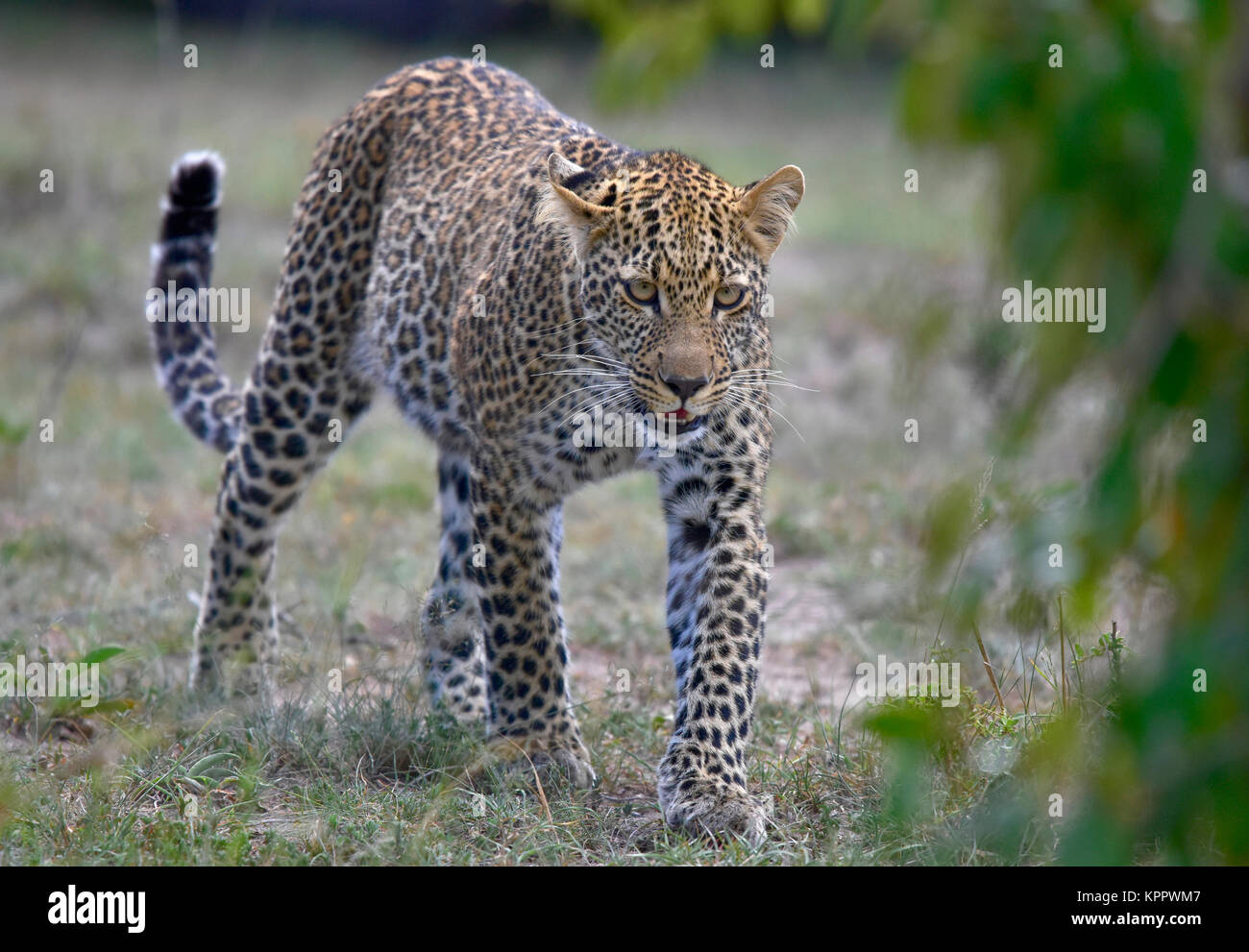 Young female leopard habituated to vehicles in Maasai Mara National ...