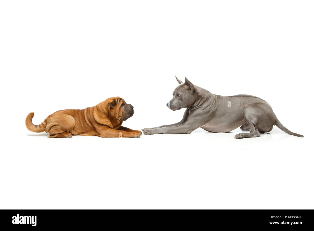 beautiful two dogs Stock Photo - Alamy