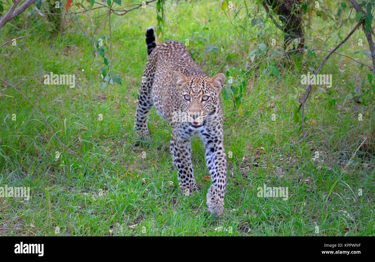 Young female leopard habituated to vehicles in Maasai Mara National ...