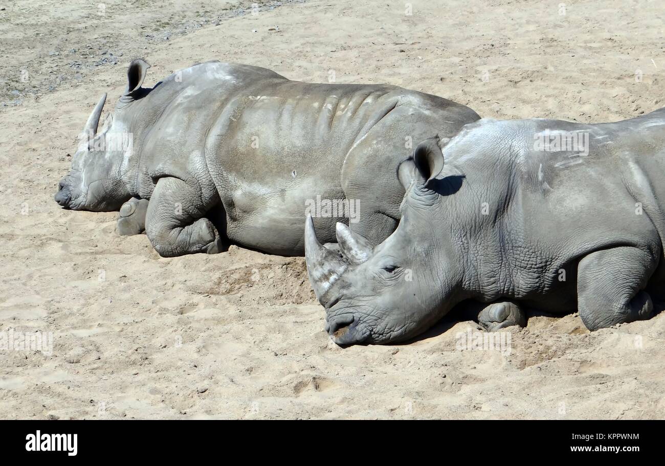 Enormous rhino hi-res stock photography and images - Alamy