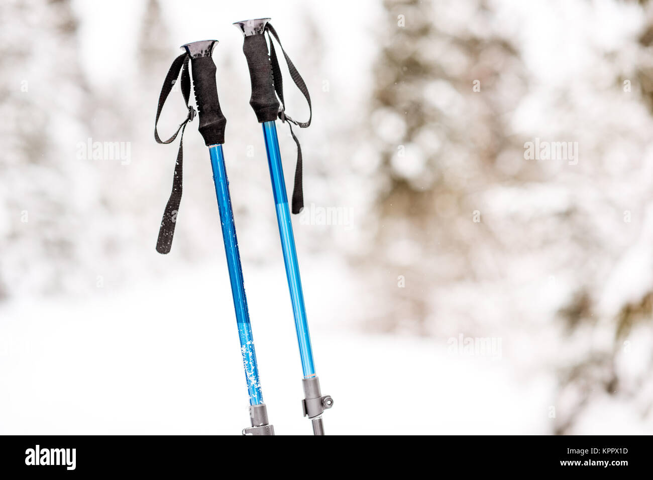 Tracking sticks at the snowy forest Stock Photo - Alamy