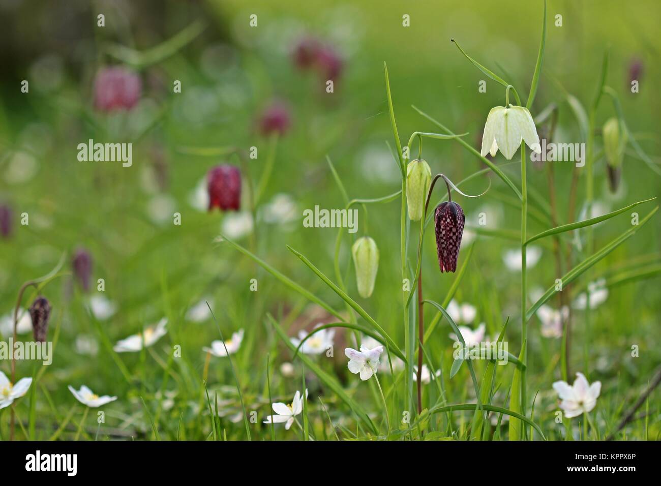 wet meadow with checkerboard flowers (fritillaria meleagris) and busch ...