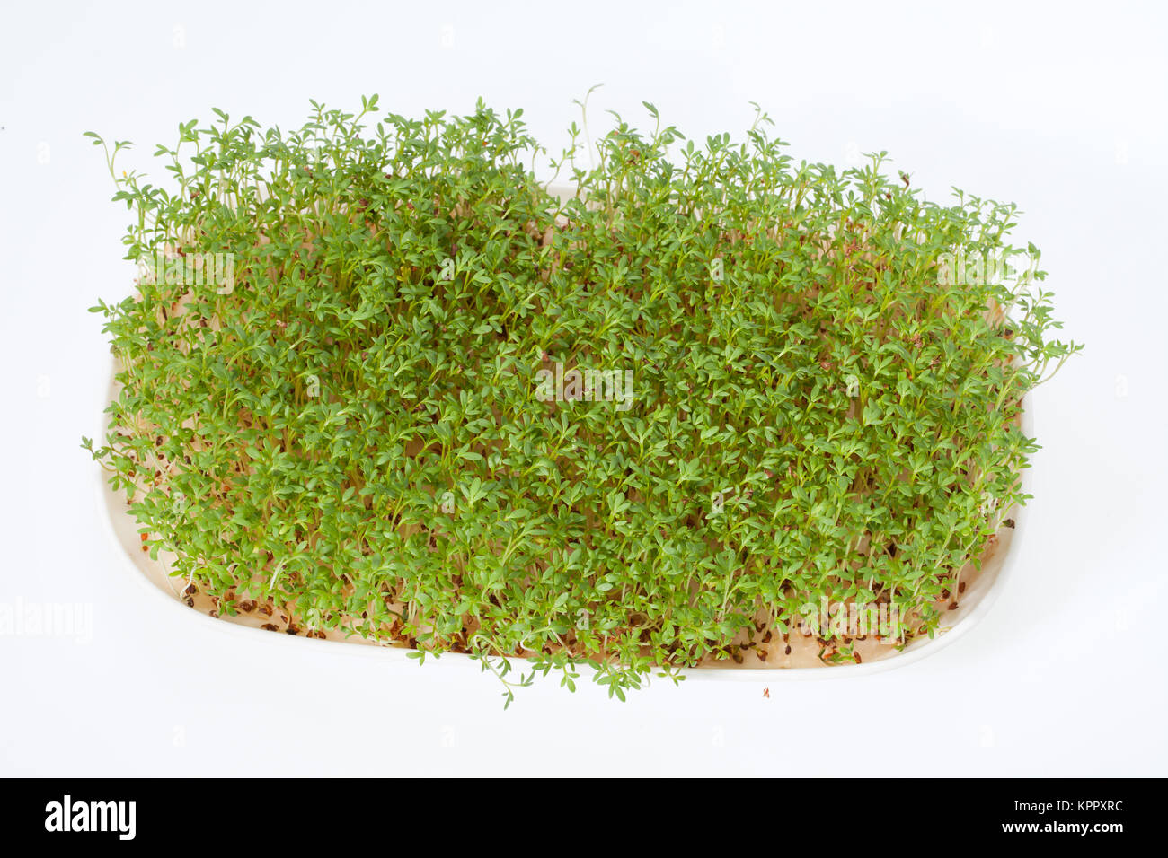 Cress seedlings isolated on white background Stock Photo - Alamy