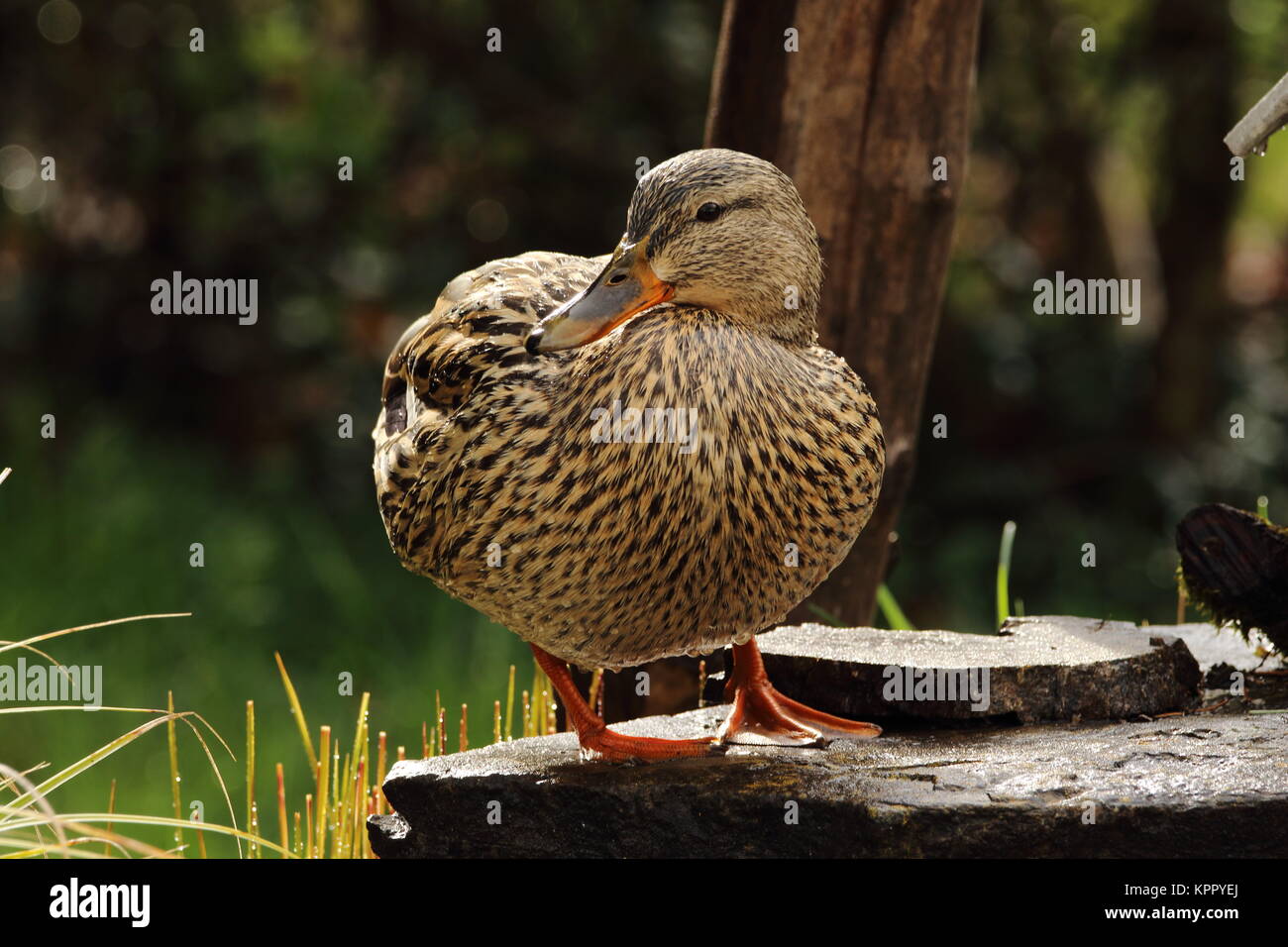 Ducked females visit the garden pond Stock Photo - Alamy