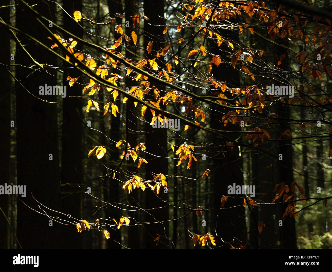 last autumn leaves in spring Stock Photo - Alamy